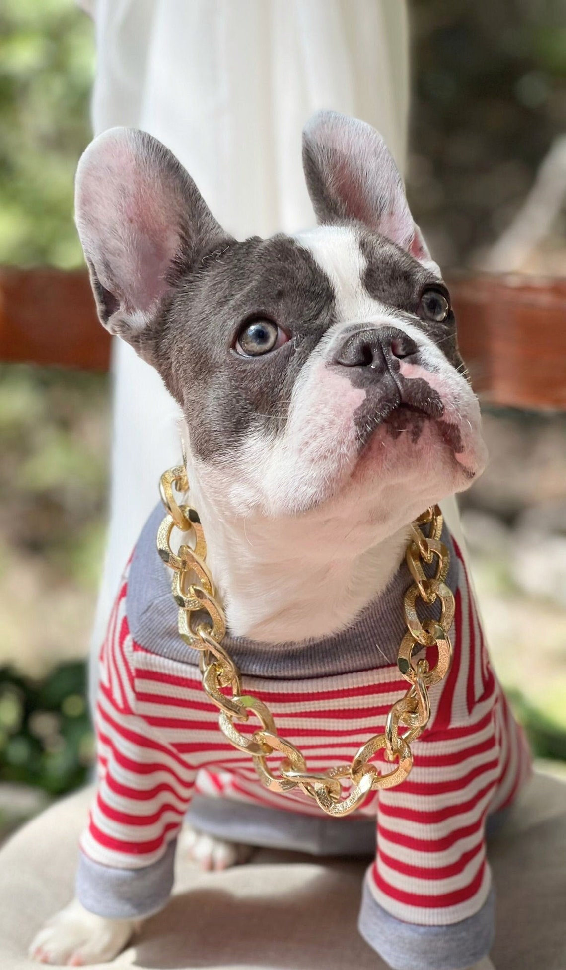 Gold Color Aluminum Pet Chain - Frenchie Jewelry Collar - Etsy