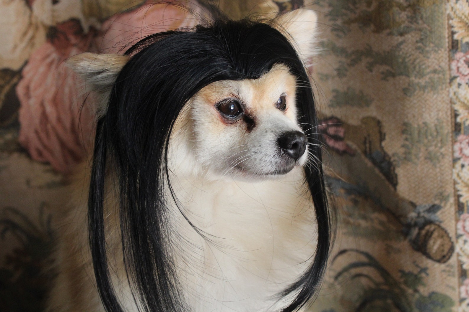 Pet wig black color for dog or cat/Halloween dog wig | Etsy