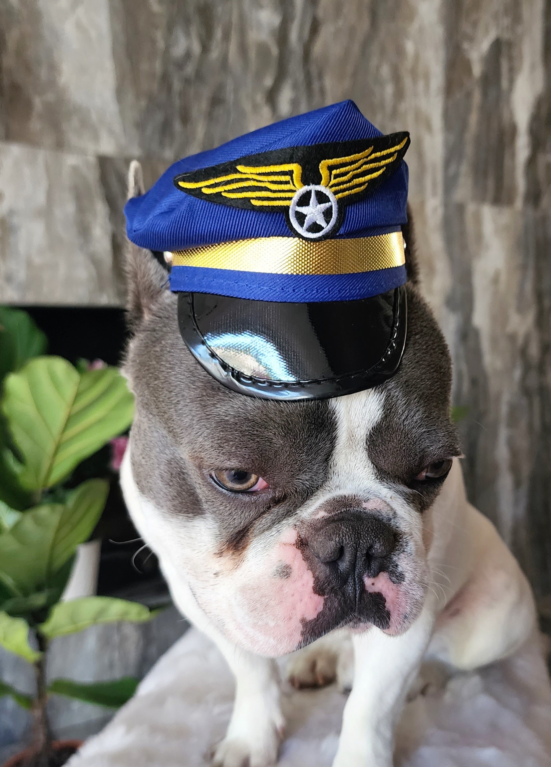 Pilot Hat for Dog or Cat Small Animal Doll /halloween Pet Hat | Etsy
