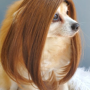 Cute Pet Wig for Dog or Cat / Halloween Pet Wig / Costume Dog Wig /dog ...