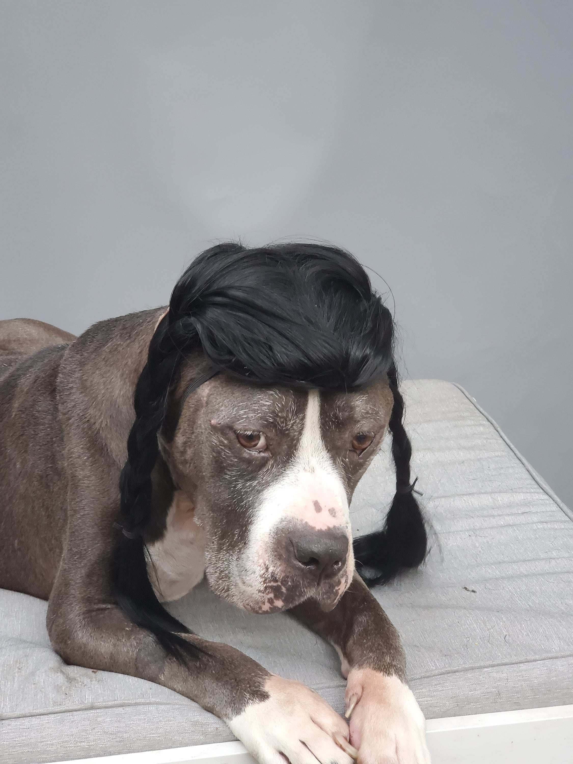 Braided Black Wig for Large Dog, Pet Costume - Etsy