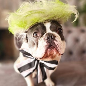Beetlejuice Wig for Dog /beetlejuice Dog Costume /costume for Dogs ...
