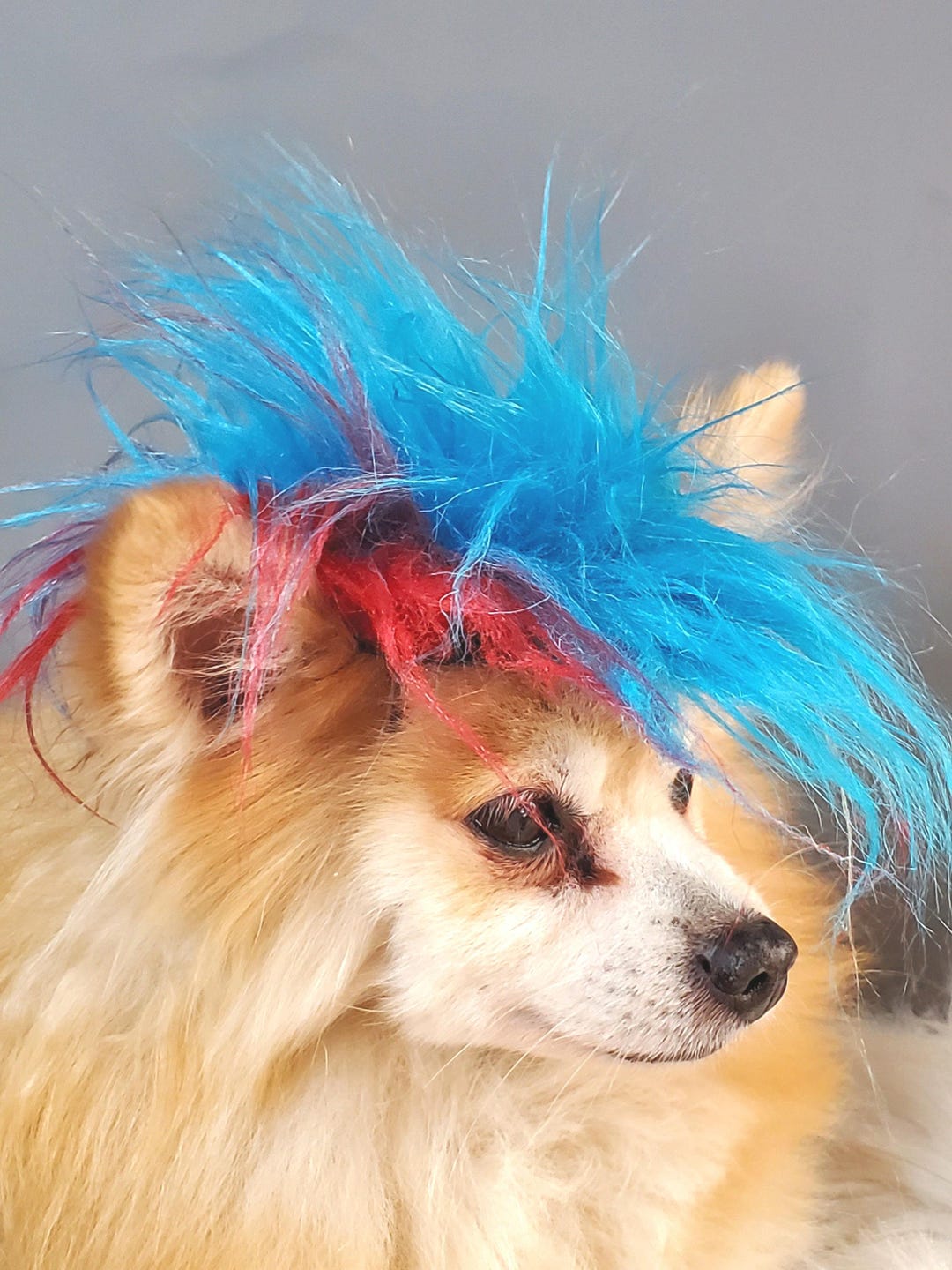 Pet Mohawk Wig: Adjustable Dog/cat Costume - Etsy