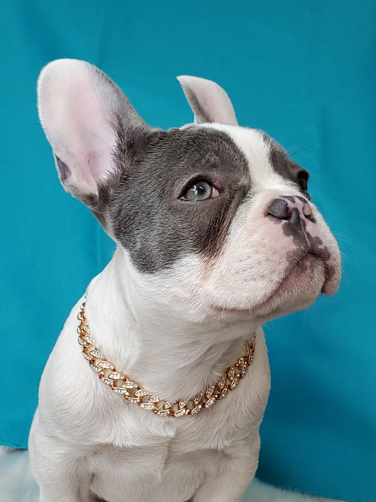 Cuban Link /supper Cute Dog Neck Chain Gold Color/ Jewelry for - Etsy