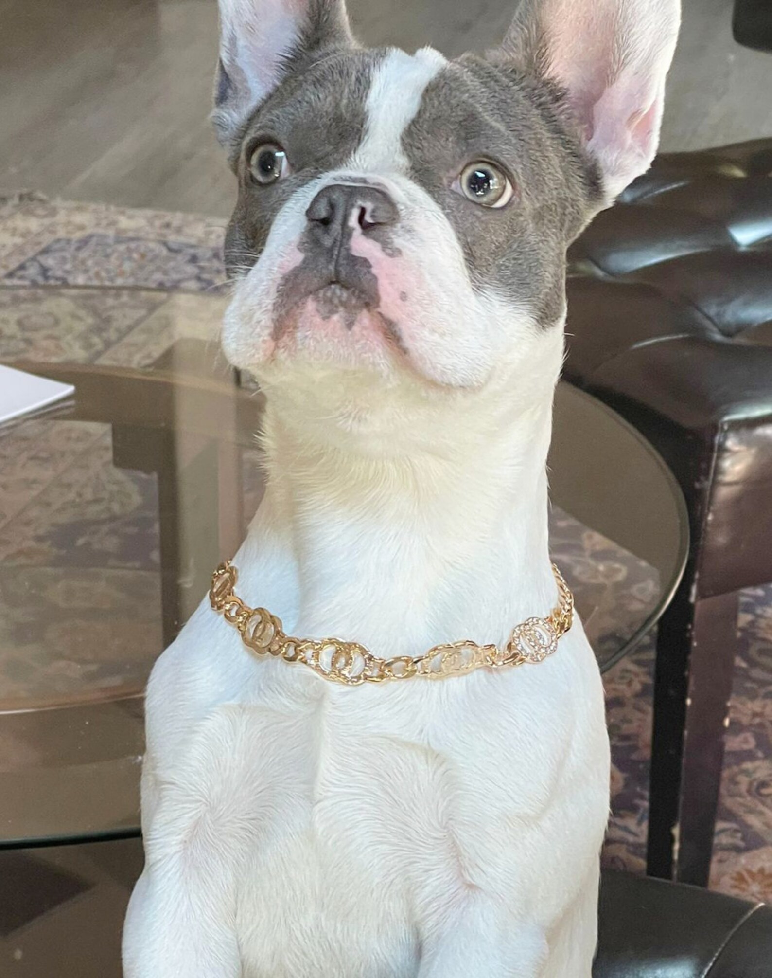 Supper Cute Dog Neck Chain Gold Color/ Jewelry for Pet - Etsy