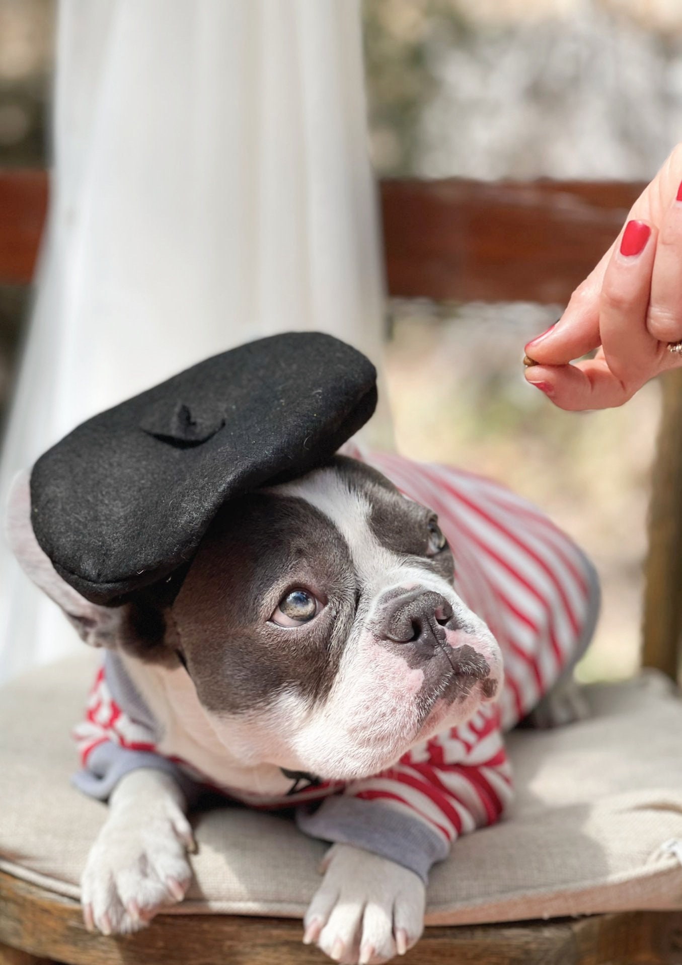 Beret Hat Black Color for Dog or Cat /hat for Dogs/beret for - Etsy
