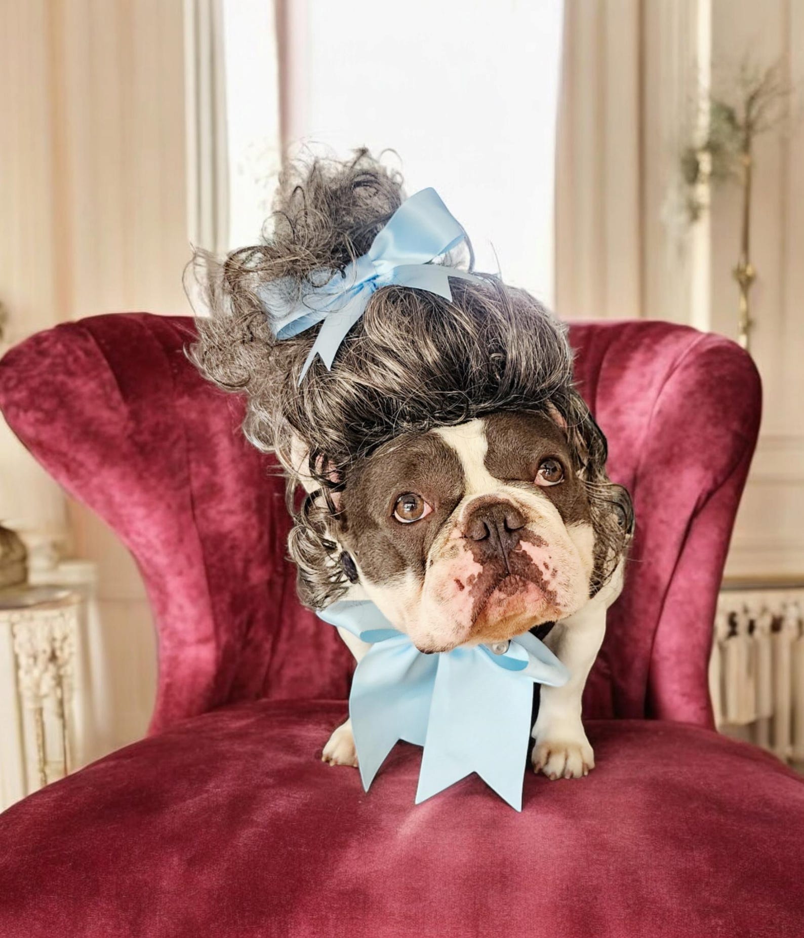 Queen Charlotte Pet Wig With Adjustable Elastic - Dog or Cat Costume - Etsy