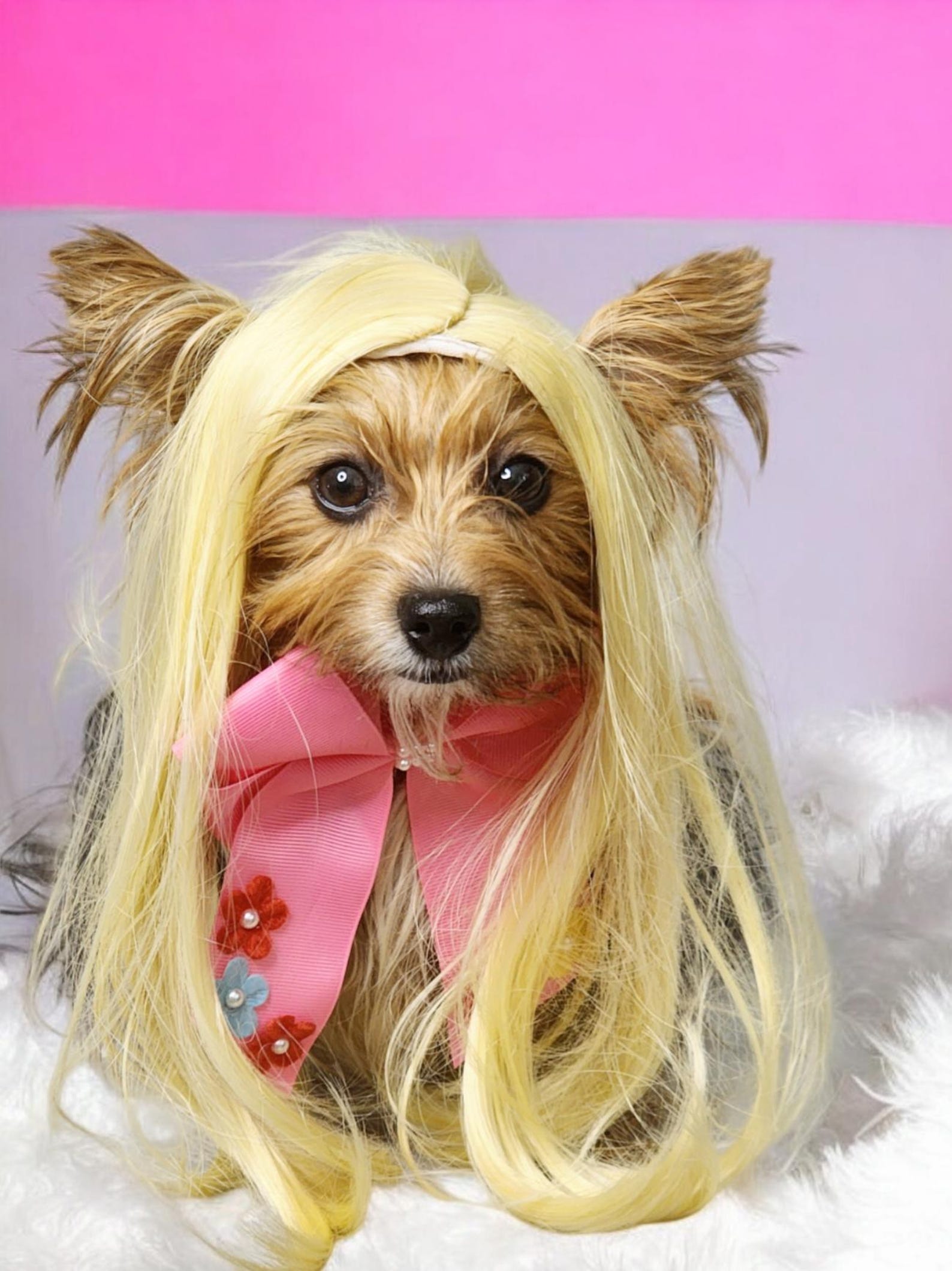 Cute Pet Wig, Halloween Costume for Dog or Cat - Etsy