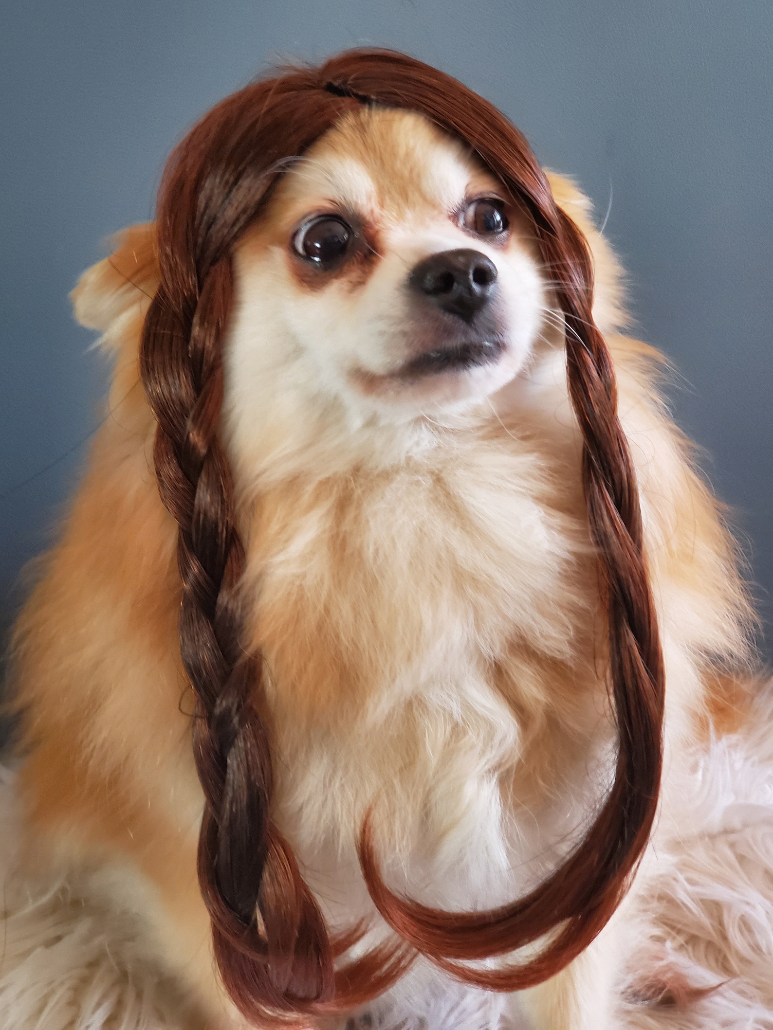 Cute pet braided wig for dog or cat/Halloween pet wig | Etsy