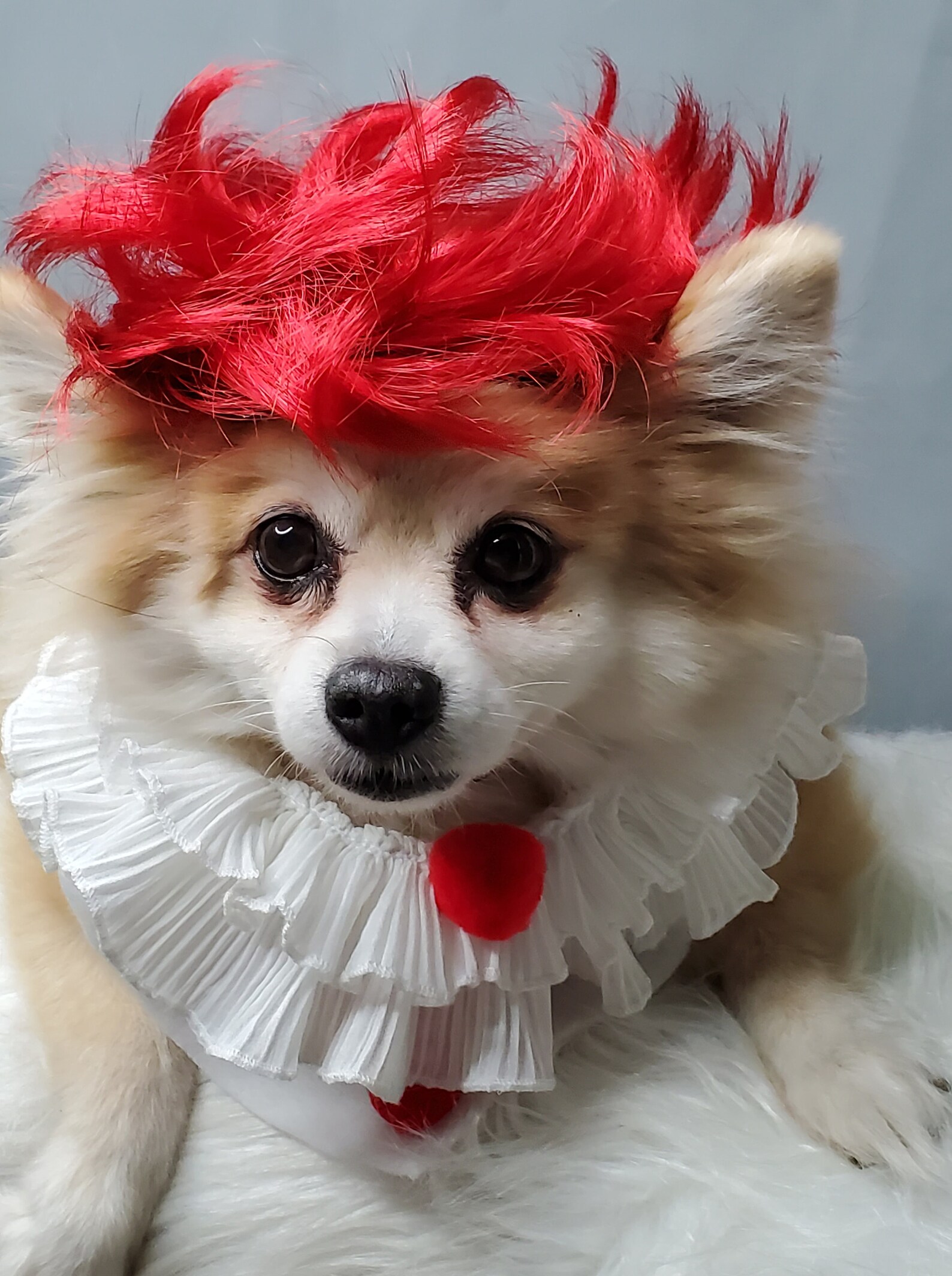 Clown Costume for Your Pet Set Wig and Neck Tie/halloween | Etsy