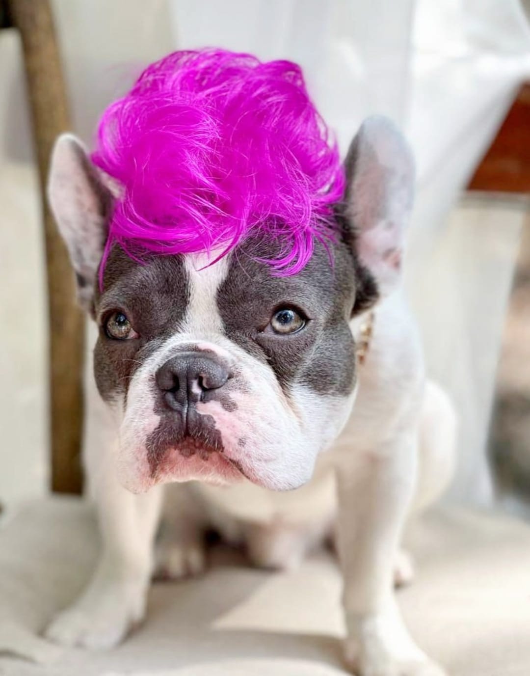 Mohawk for Your Pet / Halloween Dog Costume /cat Mohawk / - Etsy