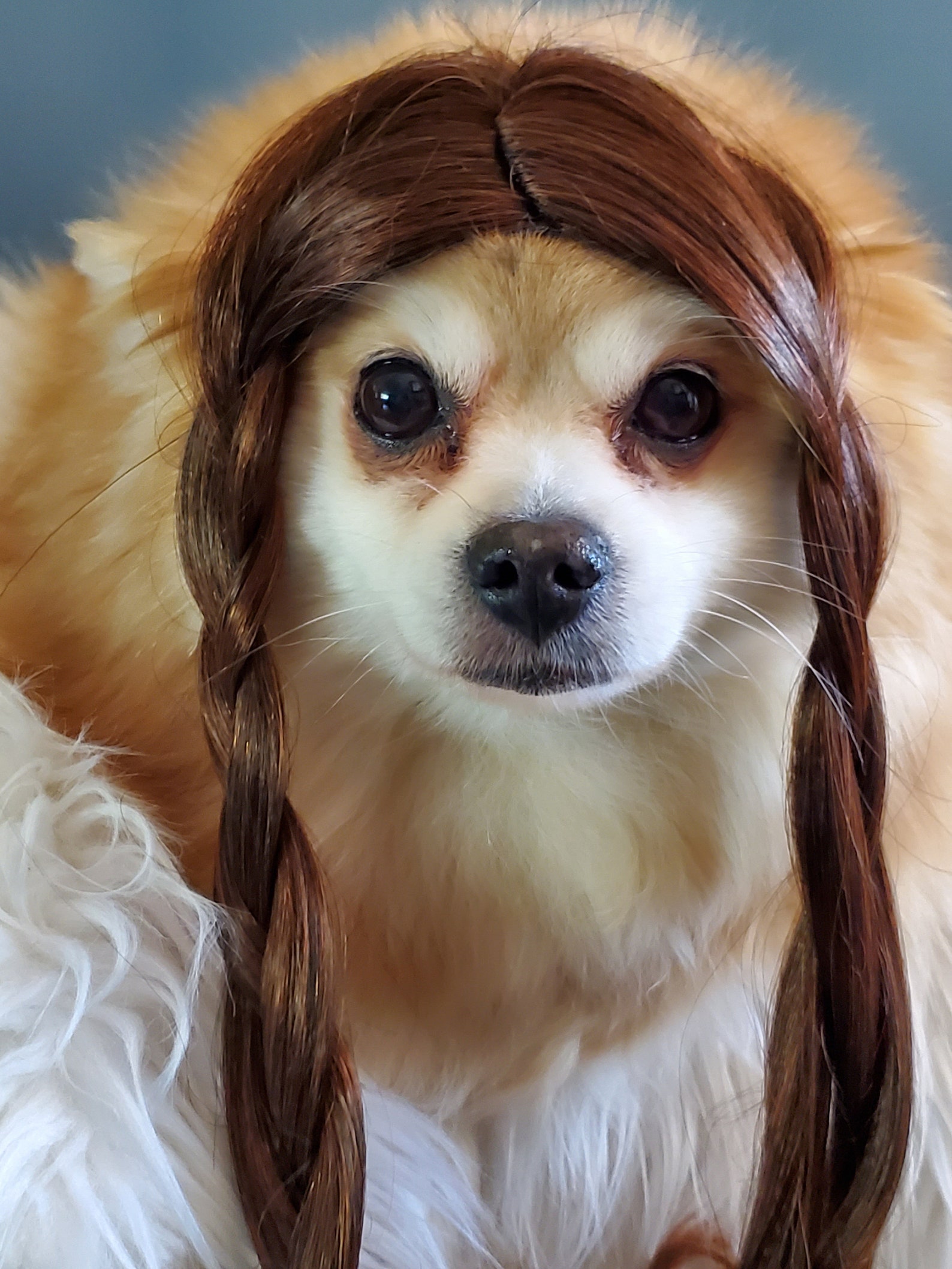 Cute pet braided wig for dog or cat/Halloween pet wig | Etsy
