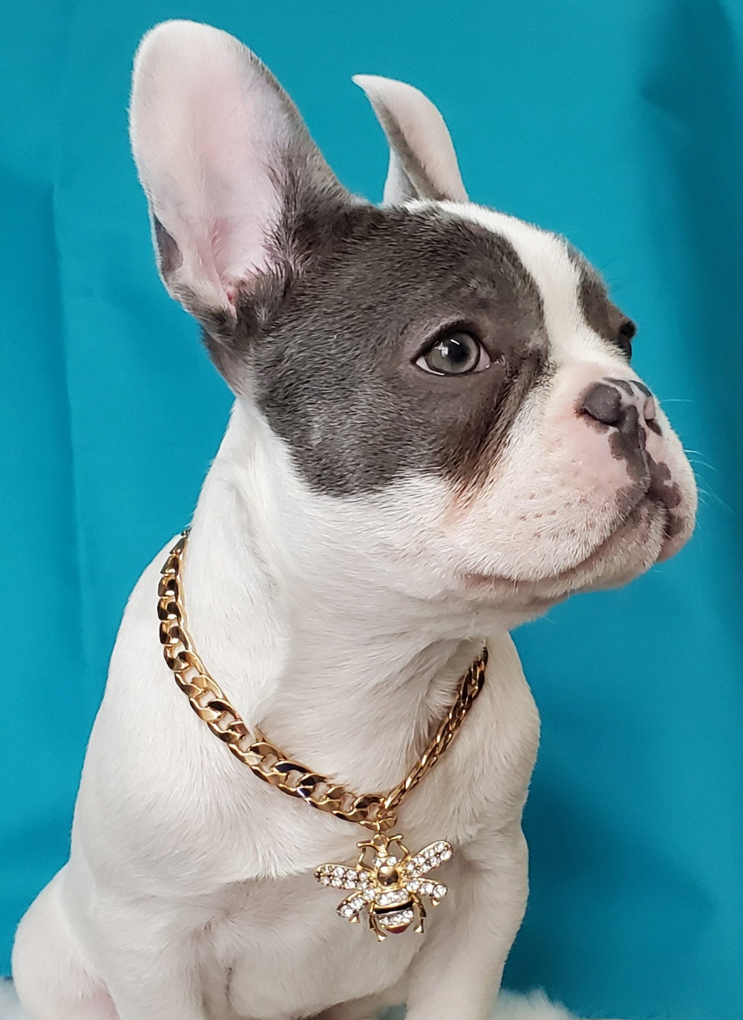 Supper Cute Dog Neck Chain Gold Color / Jewelry for Dogs/ - Etsy
