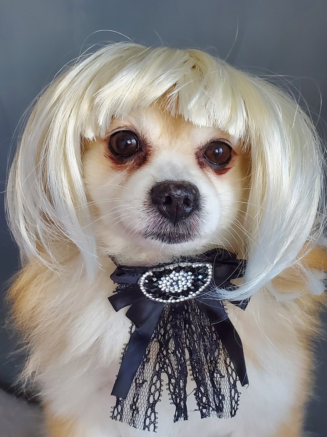 Blond Color Wig for Dog or Cat// Halloween//small Pet/dog Costume /cat ...