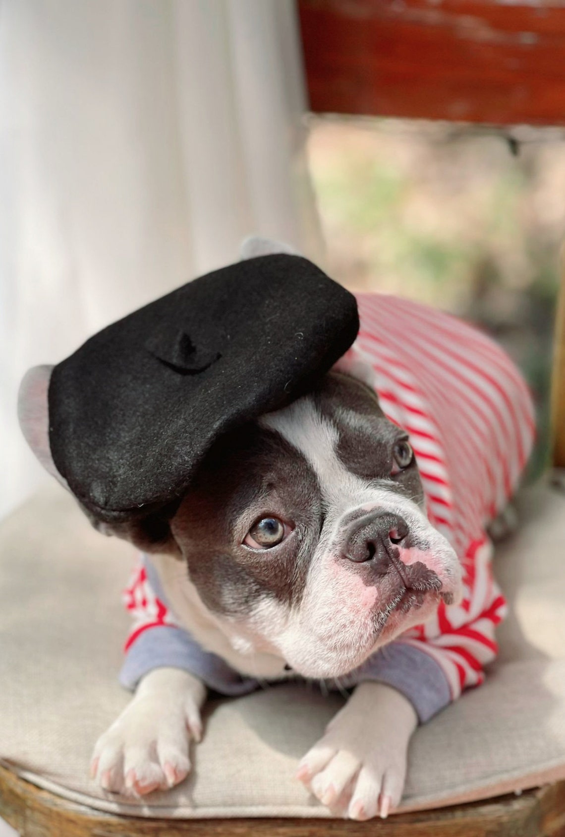 Beret Hat Black Color for Dog or Cat /hat for Dogs/beret for - Etsy