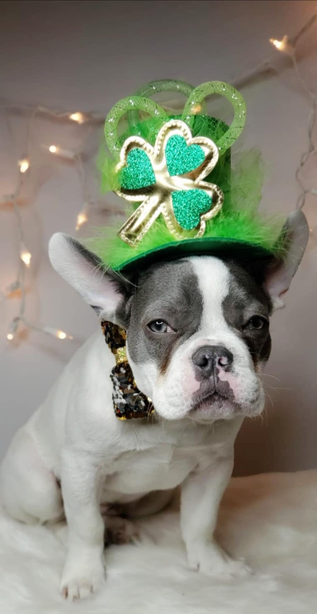 St Patrick's Day Pet Hat With Bow - Irish Dog Top Hat - Etsy