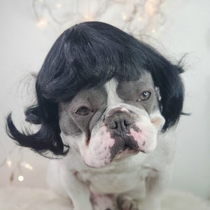 Black Dog Wig, Elegant Puppy Costume, Large Size - Etsy