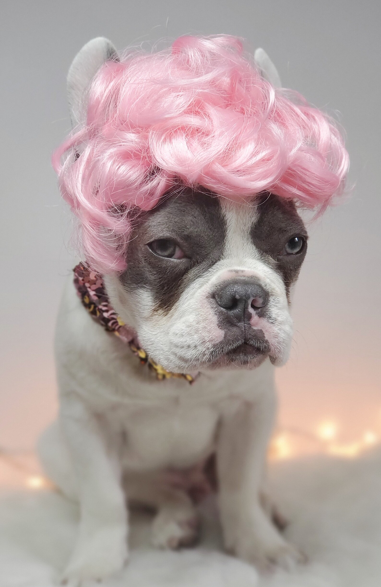 Pink Pet Wig for Dog or Cat, Halloween Costume - Etsy