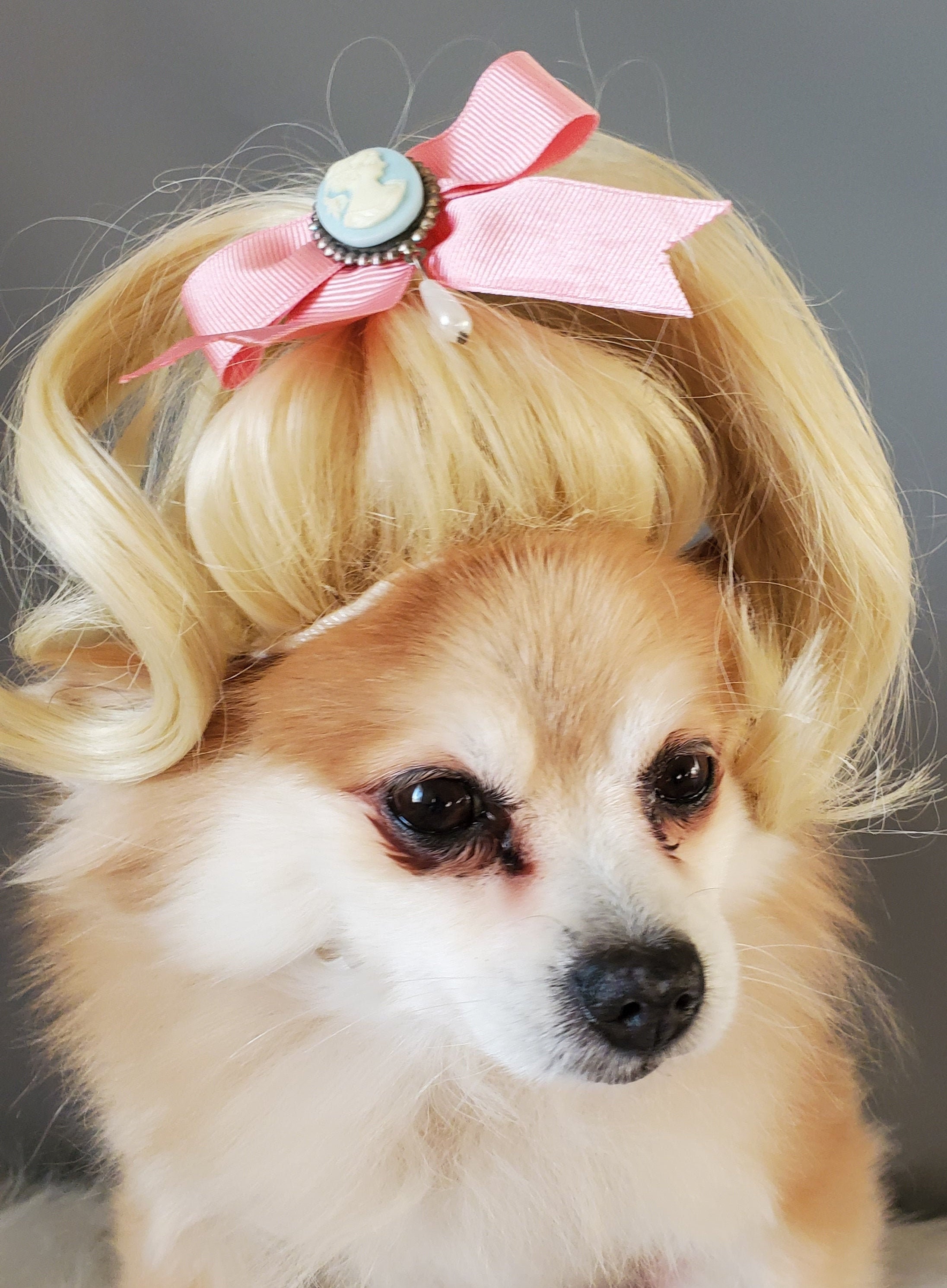 Dogs In Wigs