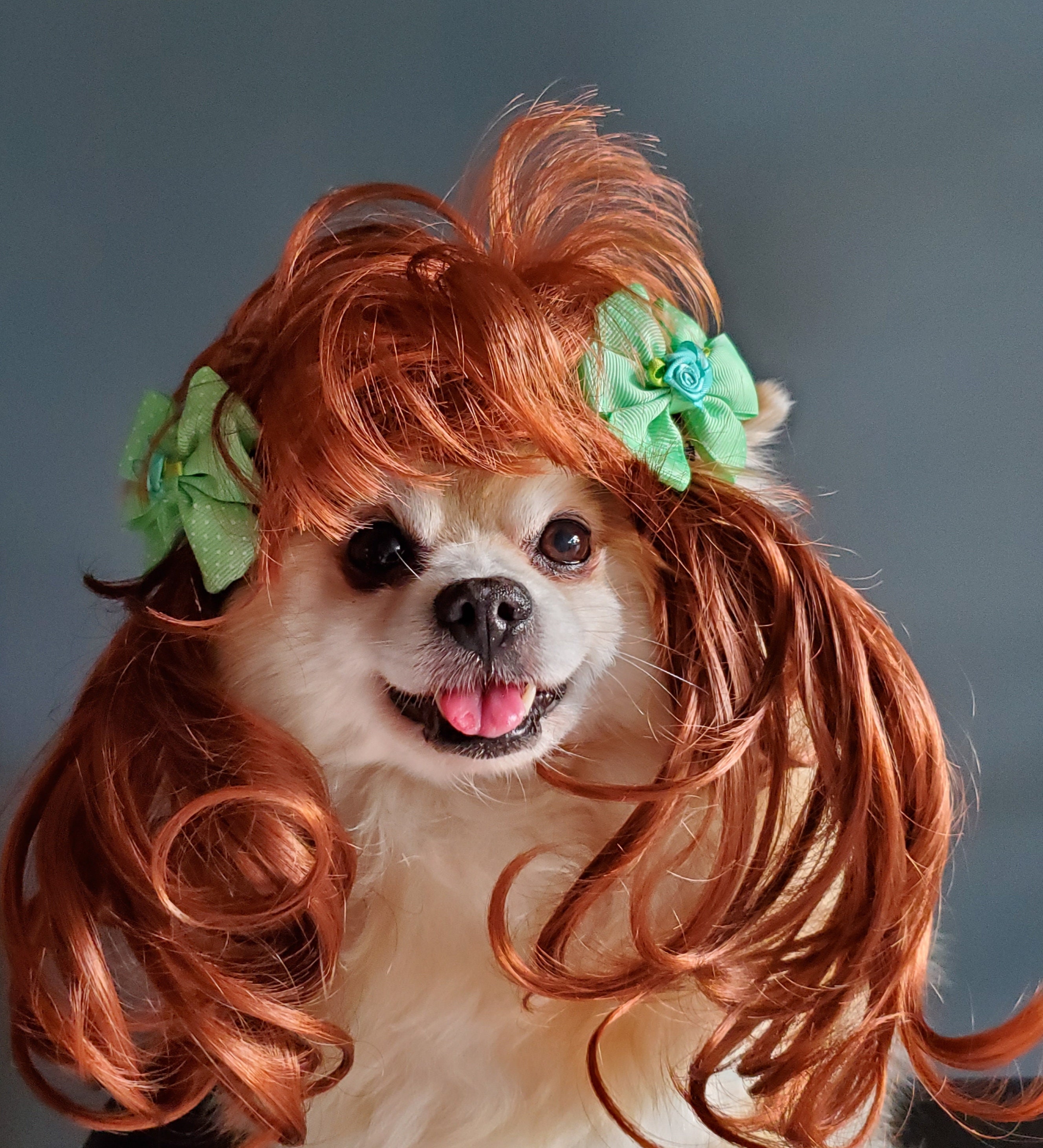 Pet Wig for Dog or Cat With Cute Bow Green Color | Etsy