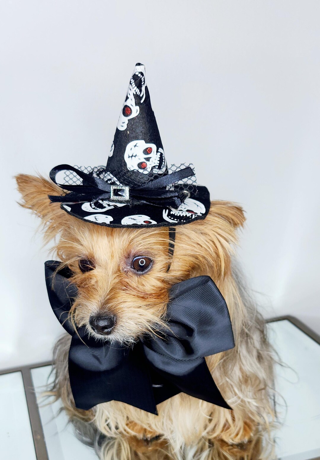 Witch Hat & Bow Tie Set: Black Halloween Costume for Small Dog or Cat ...