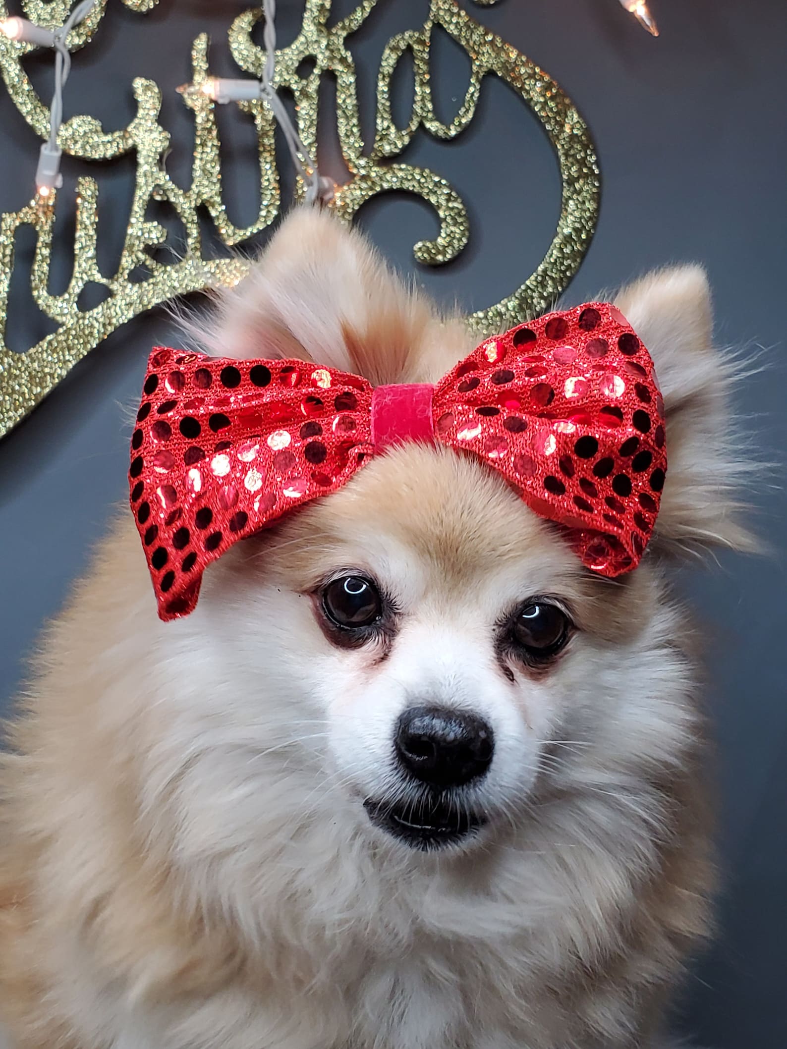 Christmas red bow // Dog Halloween Bow // Costume Dog | Etsy