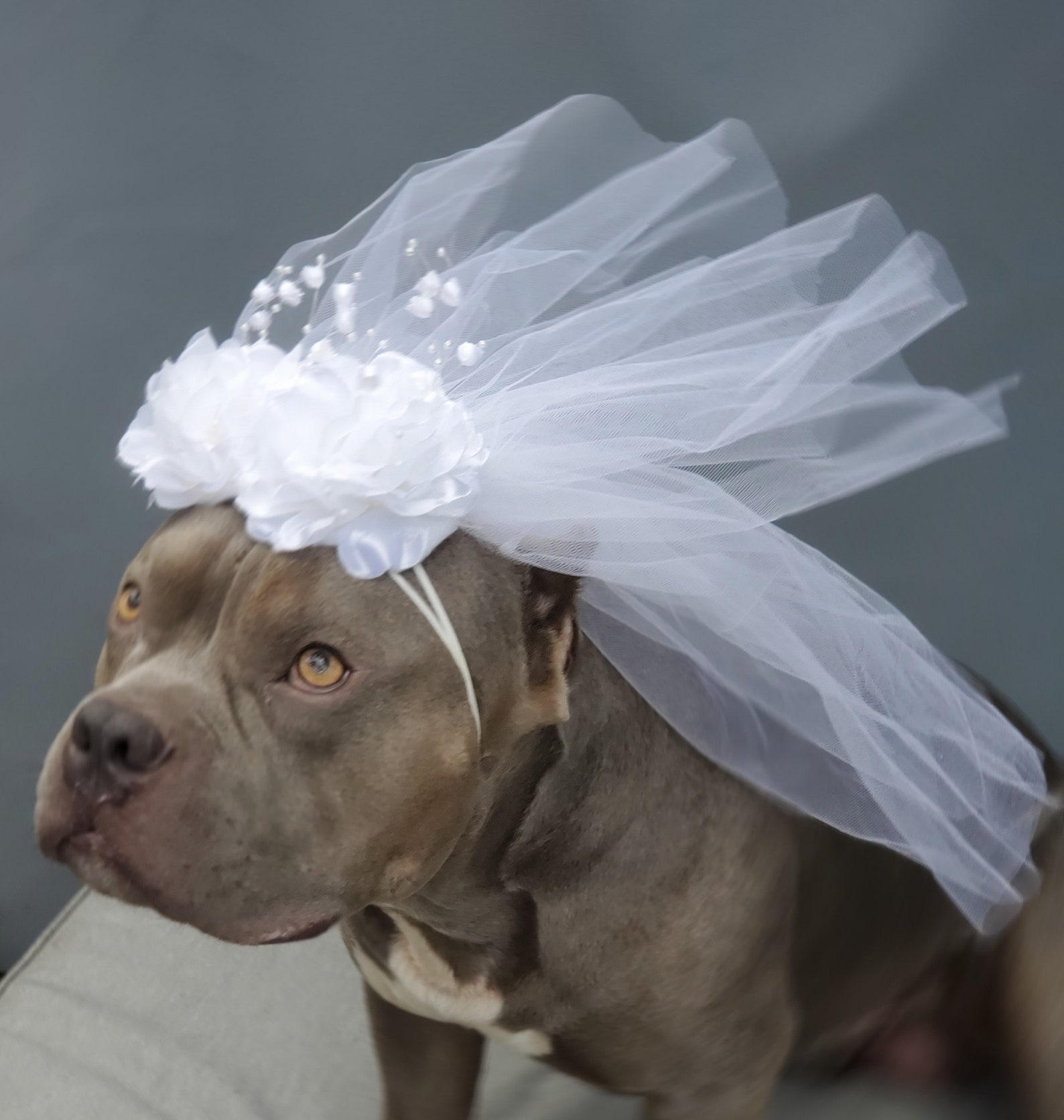 Cute Bridal Veil With White Flowers for Large Dog / Veil for - Etsy