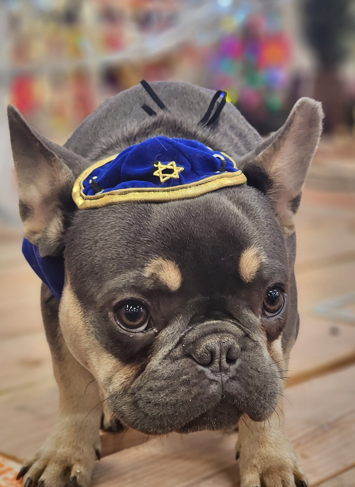 DOG KIPPAH Hanukkah Hat and Bow Set for Dog or Cat/hanukkah Dog Gift ...