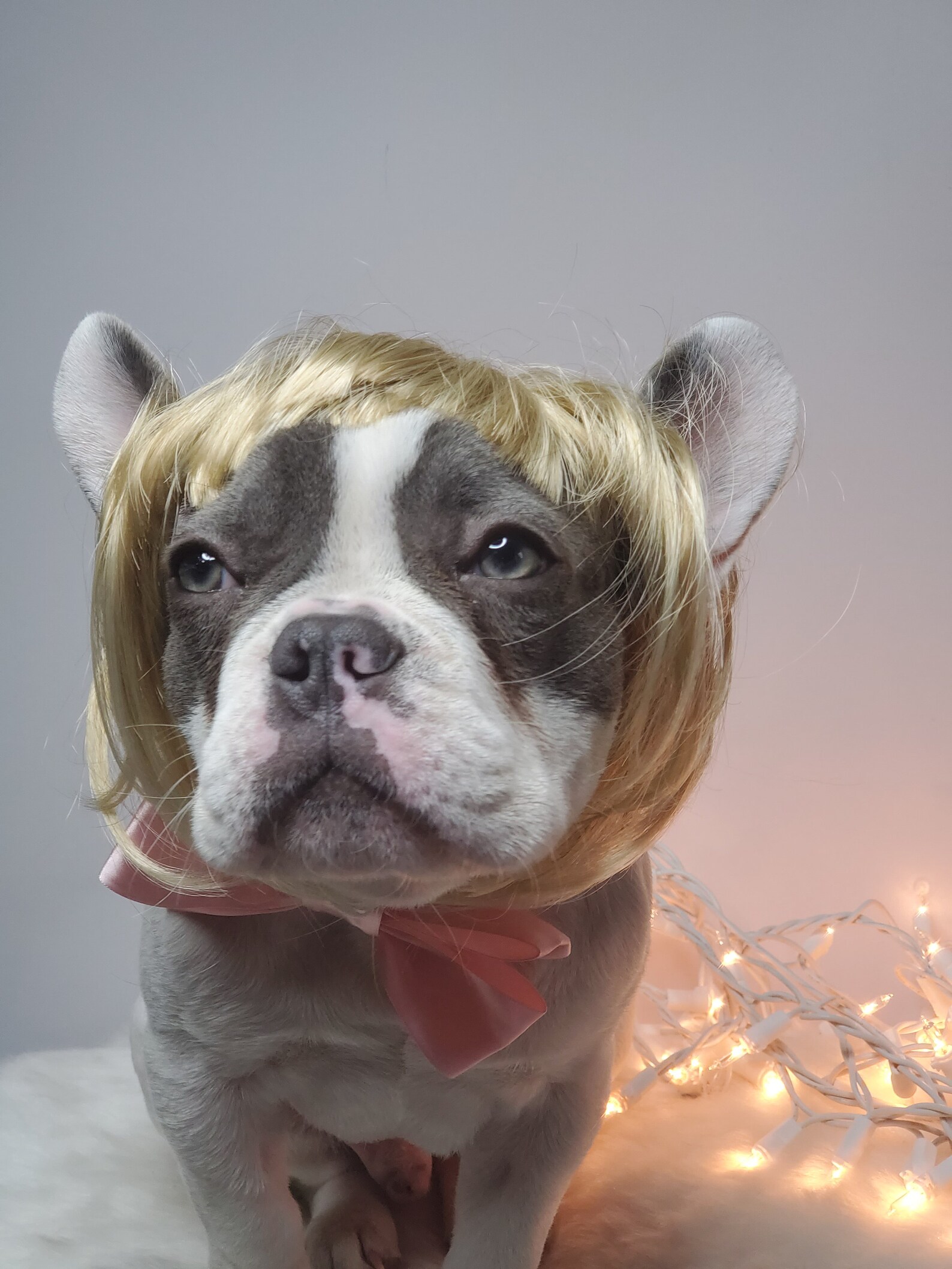 Cute Pet Wig /wig for Dog or Cat / Halloween Dog Wig / Costume - Etsy