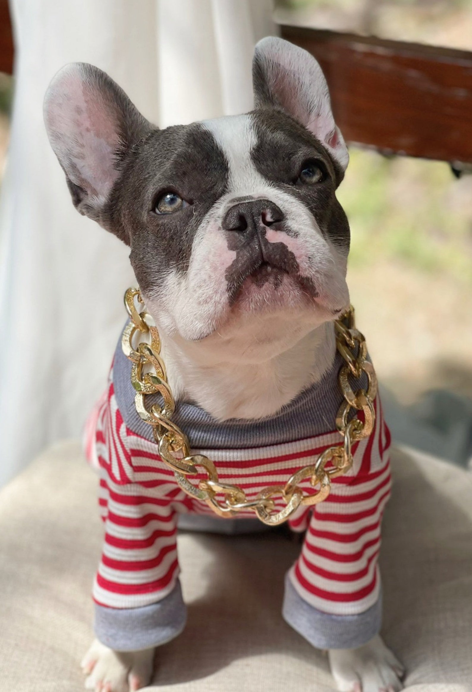 Supper Cute Dog Neck Chain Gold Color/ Jewelry for Pet - Etsy