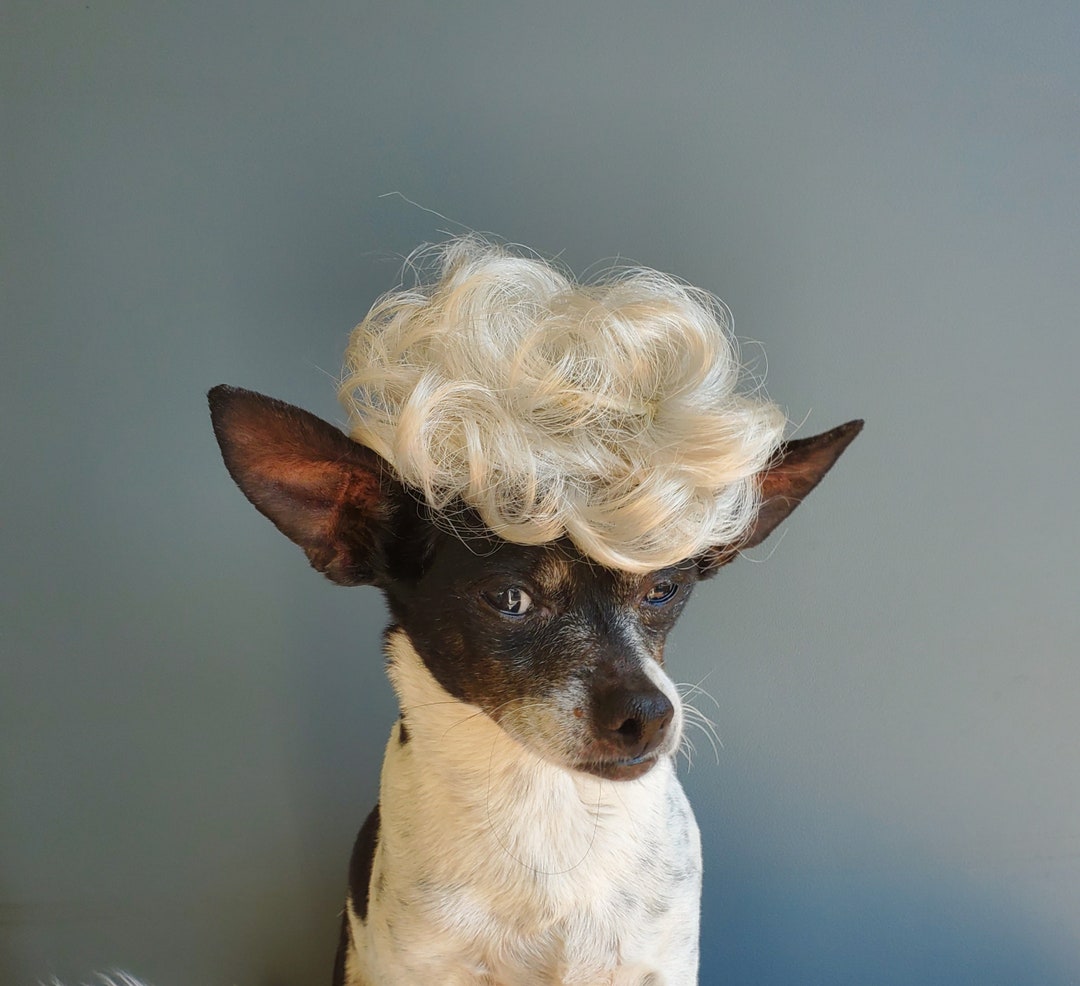 Pet Costume Wig: Elegant Dog or Cat Wig With Adjustable Elastic - Etsy