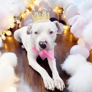 Gold Dog Crown With Bow Tie, Elegant Puppy Accessory - Etsy