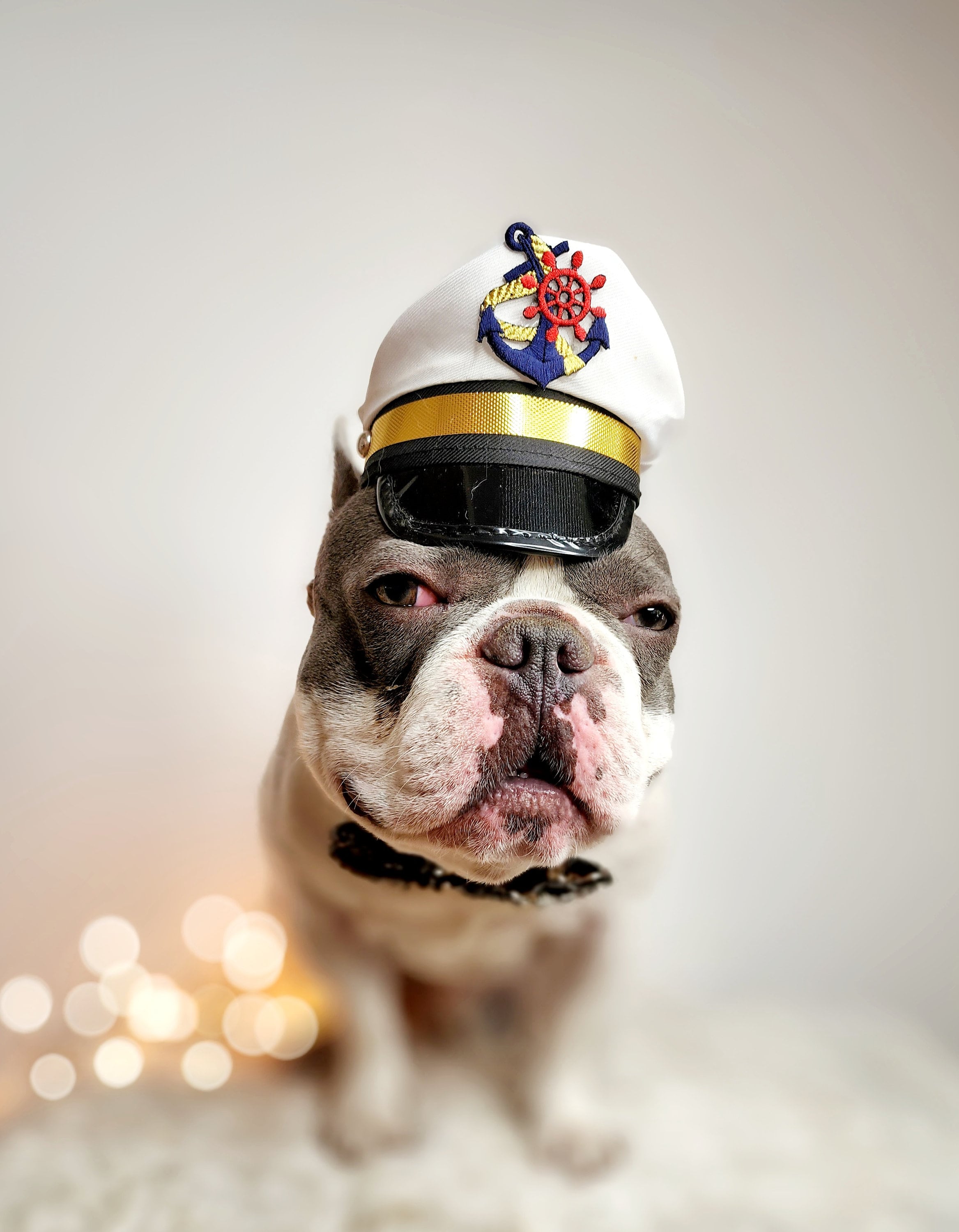 Captain Hat for Dog or Cat Small Animal Doll /halloween Pet - Etsy