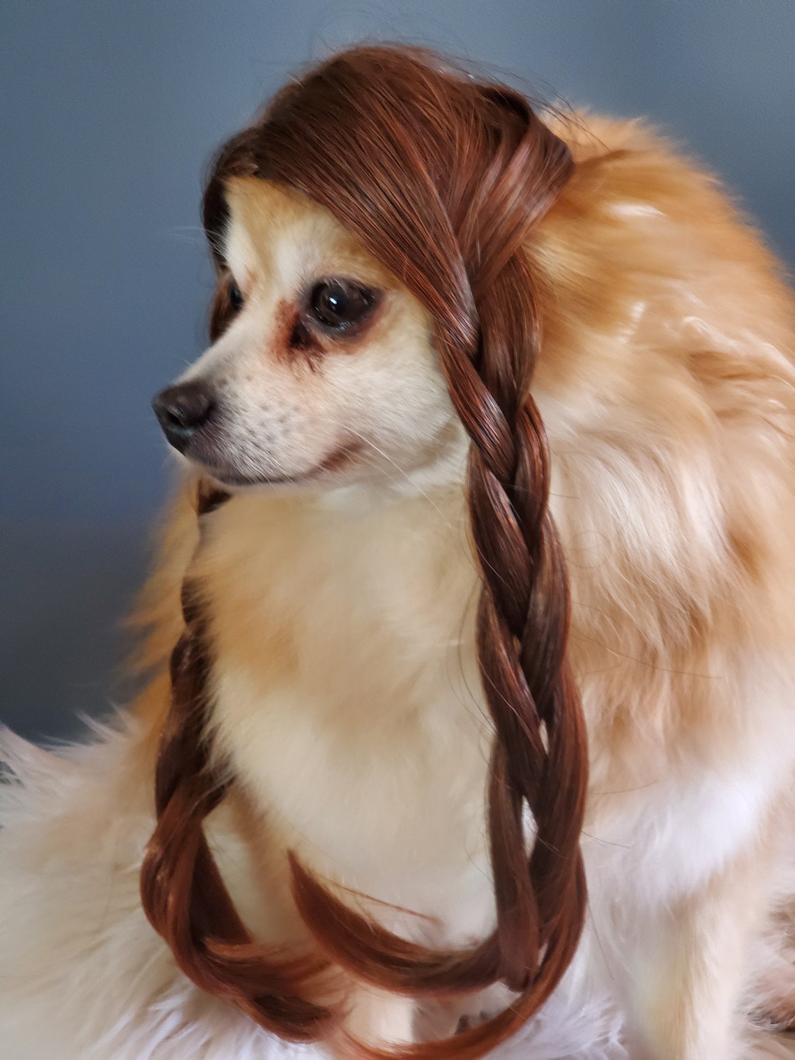 Cute pet braided wig for dog or cat/Halloween pet wig | Etsy
