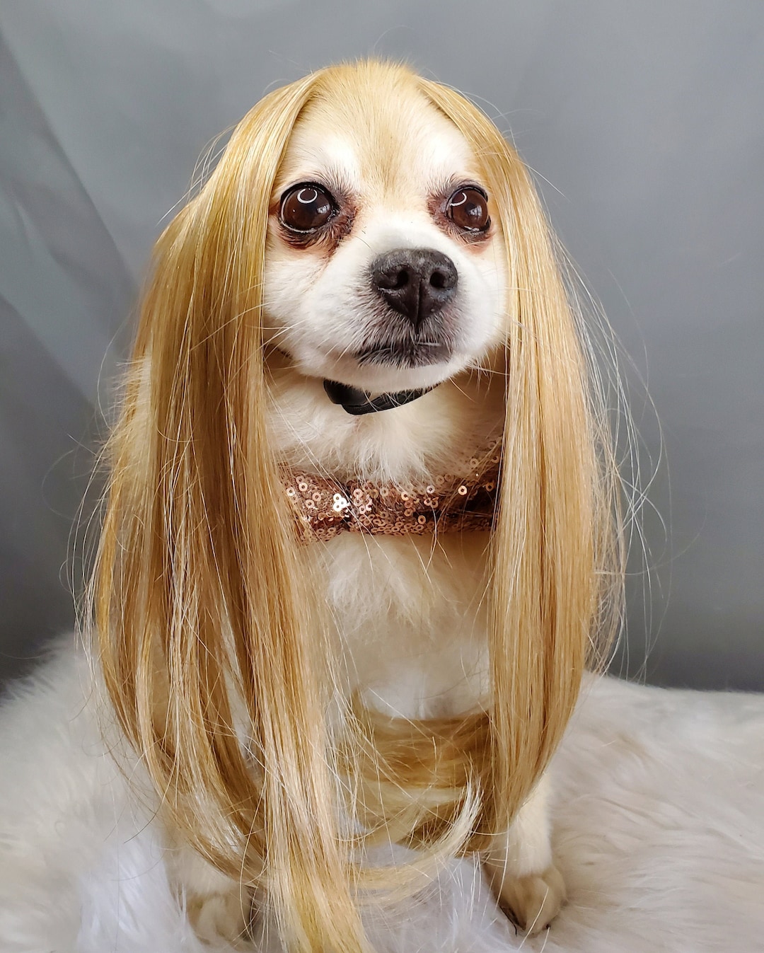 Dog Costume / Cat Costume / Halloween Wig for Small Dogs / Cute Pet Wig ...