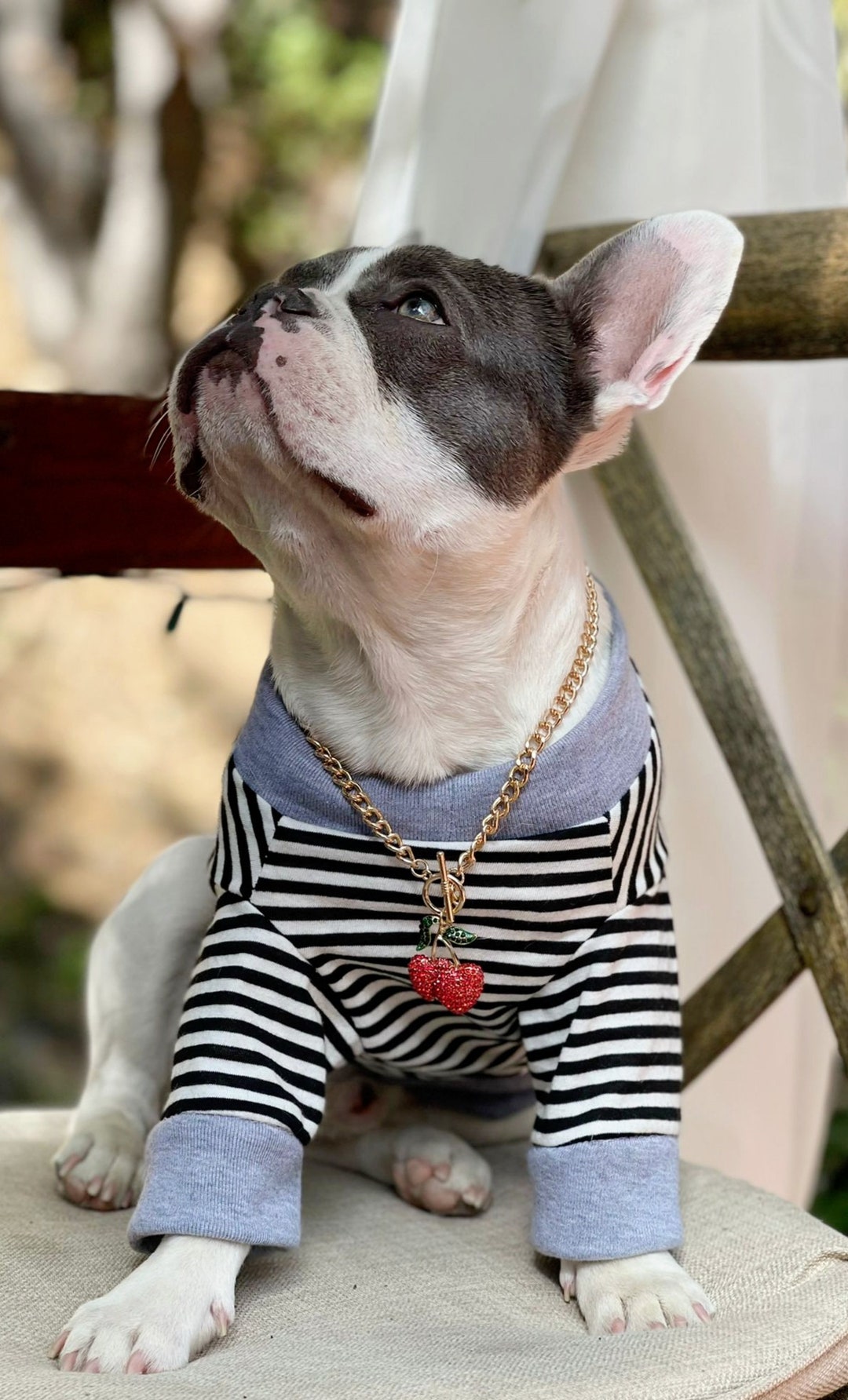 Supper Cute Dog Neck Chain Gold Color/ Jewelry for Pet - Etsy