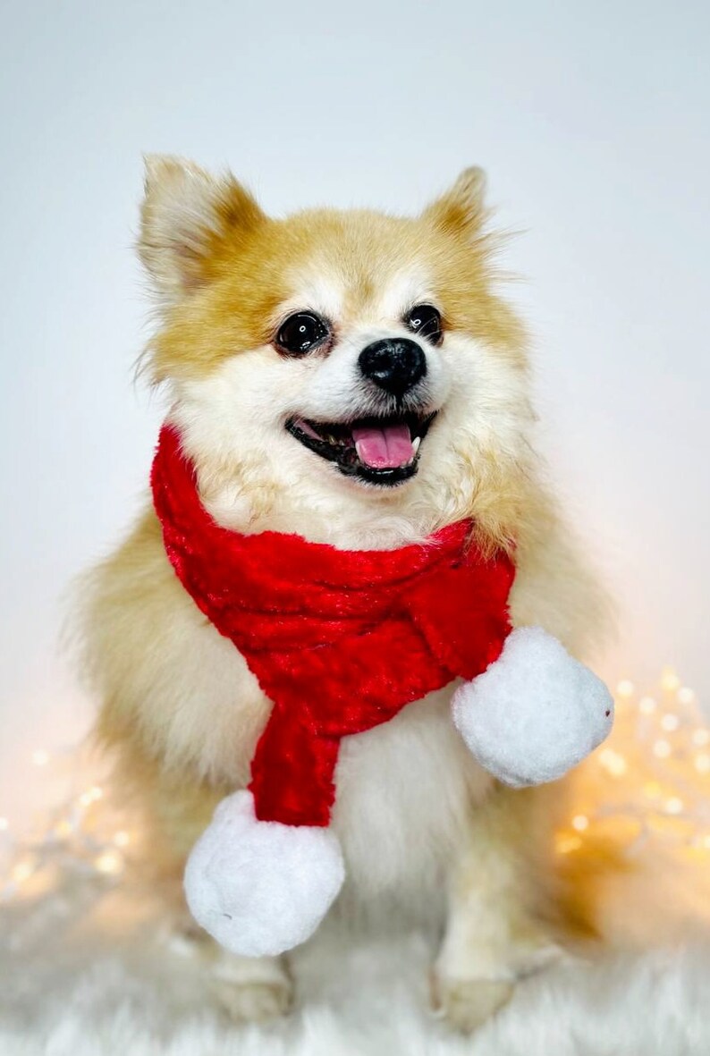 Christmas Pet Scarf: Handmade Santa Scarf for Dog or Cat - Etsy
