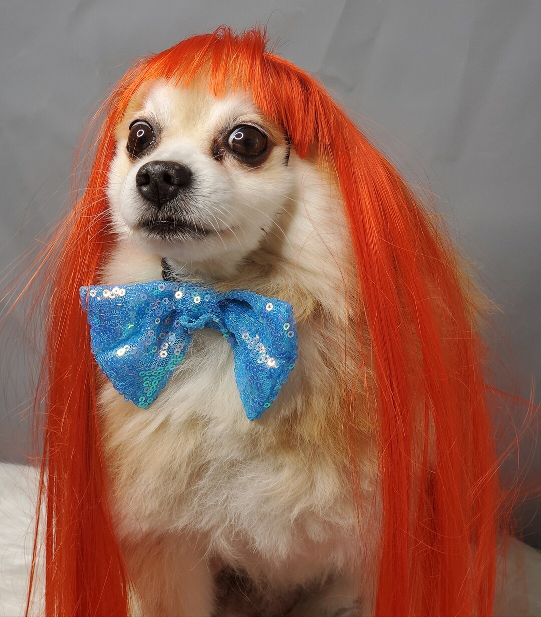 Halloween Pet Wig for Dog or Cat Costume - Etsy