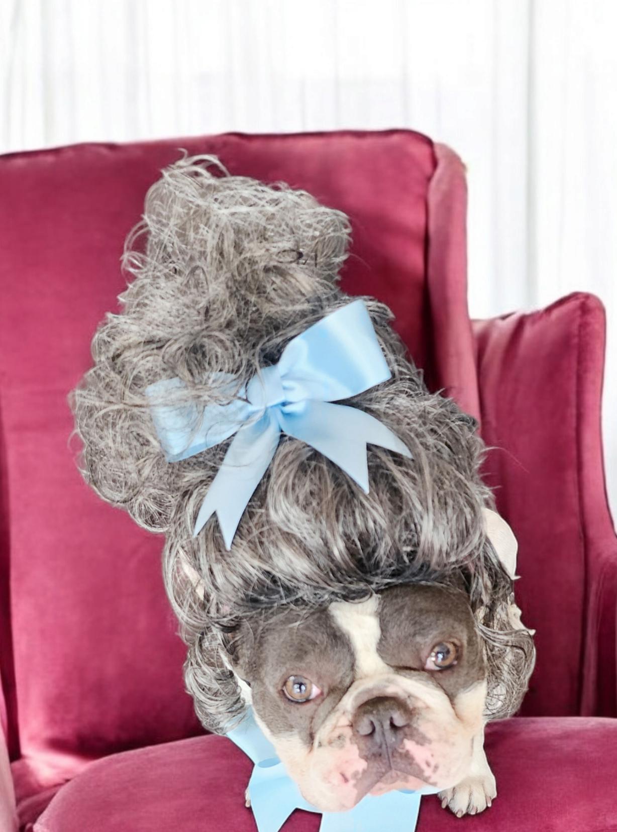 Queen Charlotte Wig for Dogs or Cat /dogs Costume/ Halloween Dog Wig ...