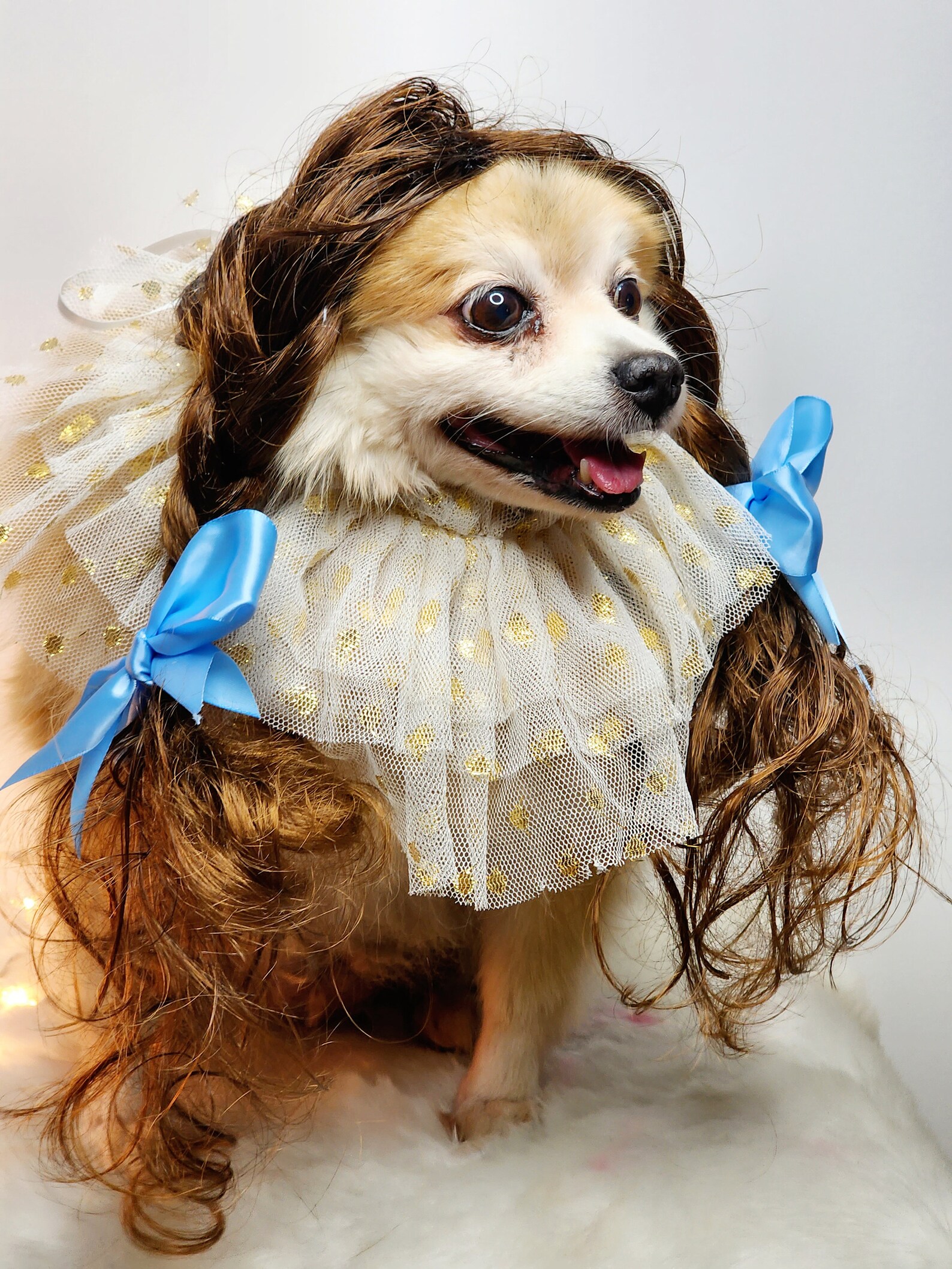 The Wizard of Oz Dorothy Brown Color Pet Wig/dorothy Dog Wig/ - Etsy
