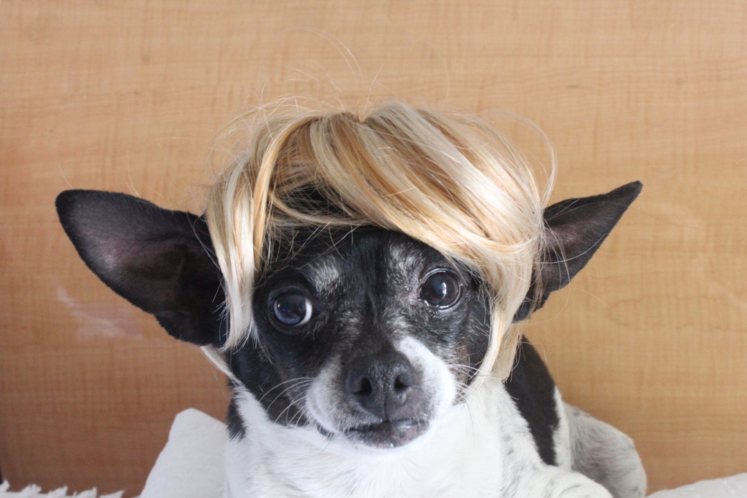 Handmade Pet Wig for Cat or Dog, Elegant Puppy Costume - Etsy
