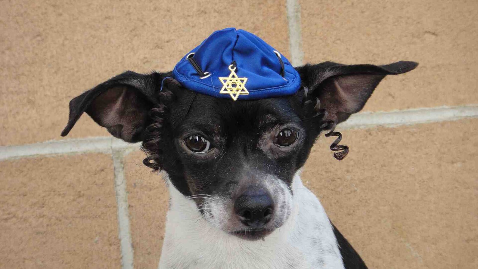 Hanukkah Dog Kippah Hat With Star, Pet Yarmulke - Etsy