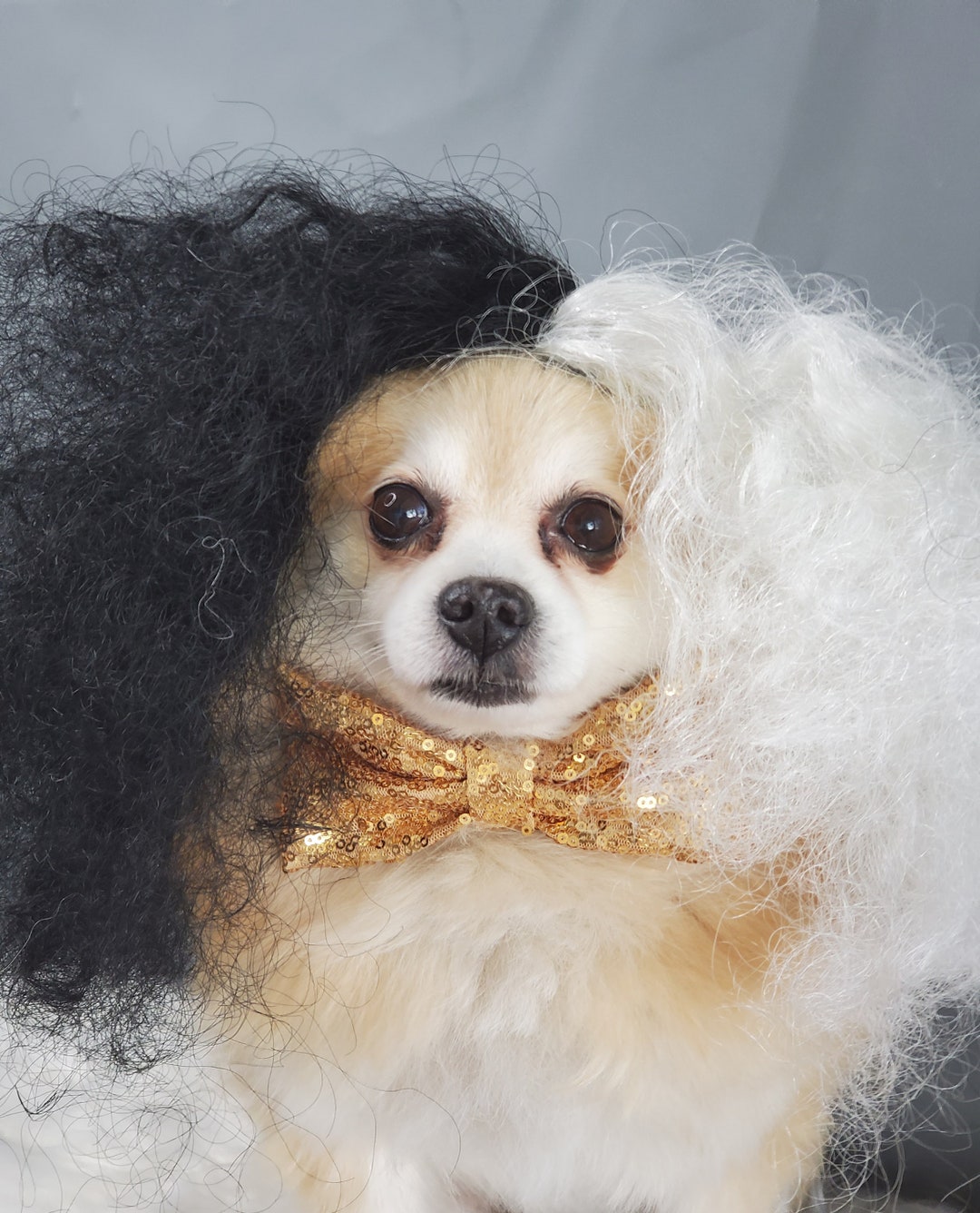Two-tone Pet Wig: Black and White Costume for Cat or Small Dog - Etsy
