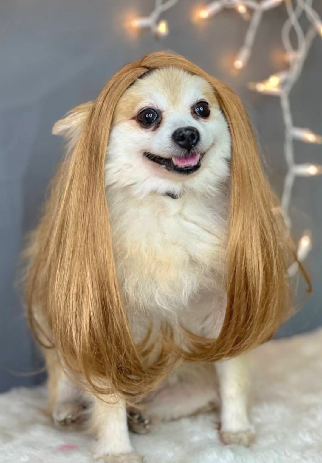 Cute Pet Wig for Dog or Cat / Halloween Pet Wig / Costume Dog Wig /dog ...