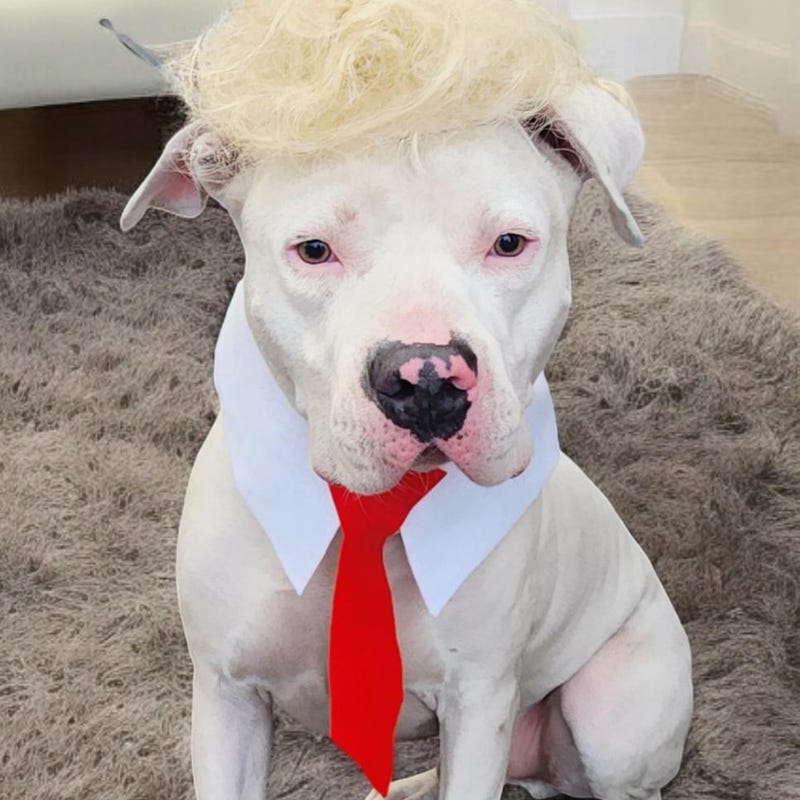 Trump Dog Toys - Etsy