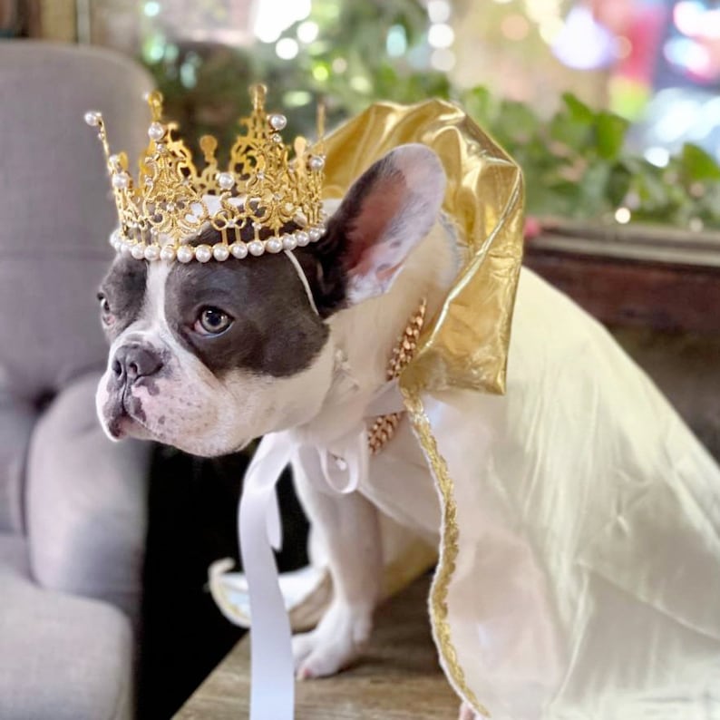 Gold Pet Crown With Adjustable Elastic – Princess Dog or Cat Costume - Etsy