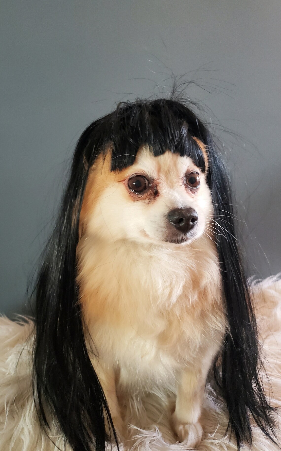 Pet Wig Black Color for Dog or Cat /halloween Costume Wig for - Etsy