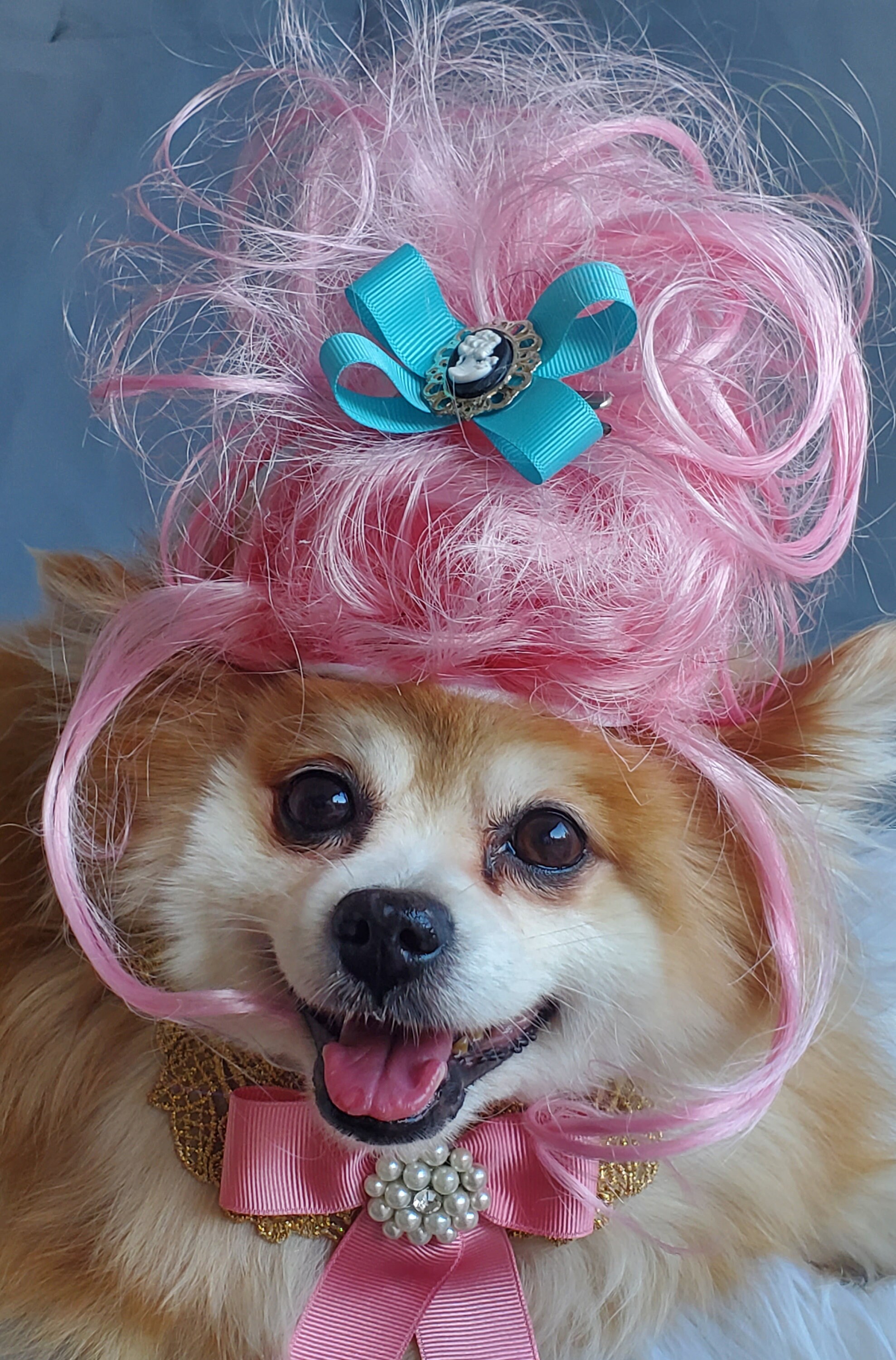 Marie Antoinette Pet Wig, Pink Costume Wig for Dog or Cat - Etsy