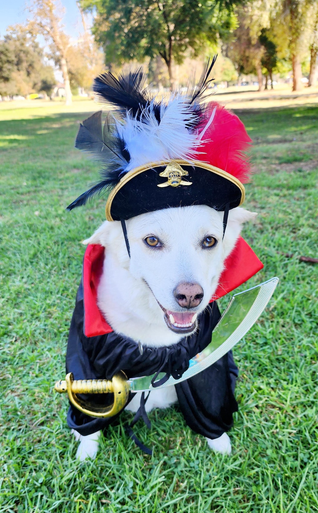 Dog Costume/pirate Hat for Dog or Cat/halloween Dog Costume/dogs ...