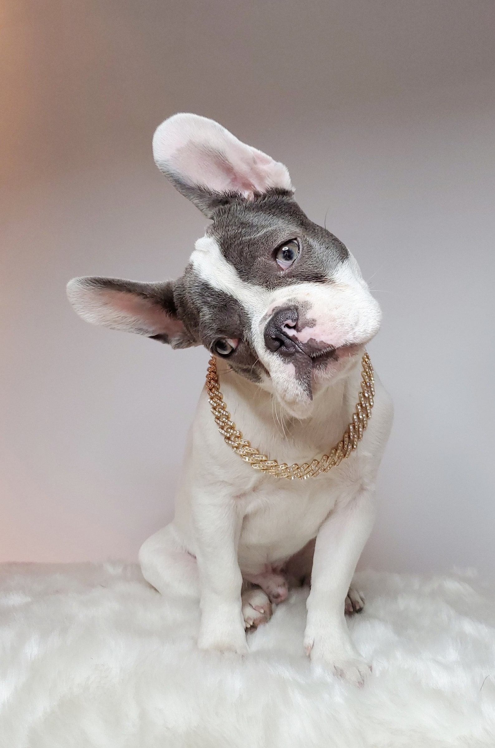 Gold Color Pet Neck Chain - Jewelry Collar for Frenchie/cat - Etsy